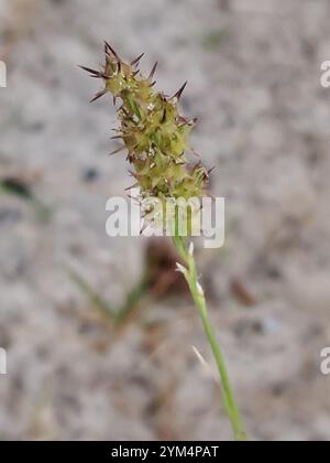 dune sandbur (Cenchrus tribuloides Stock Photo - Alamy