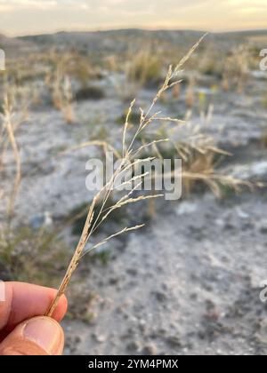 Sand Dropseed (Sporobolus cryptandrus Stock Photo - Alamy