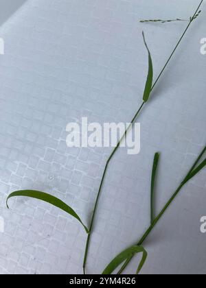 panic veldtgrass (Ehrharta erecta Stock Photo - Alamy