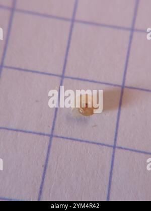 Lovely Vallonia (Vallonia pulchella Stock Photo - Alamy