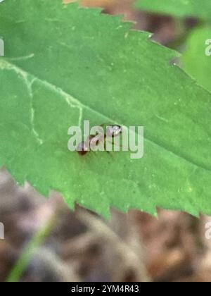 Bearded Carpenter ant (Camponotus subbarbatus Stock Photo - Alamy