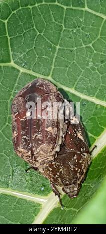 Mango Flower Beetle (Protaetia fusca Stock Photo - Alamy