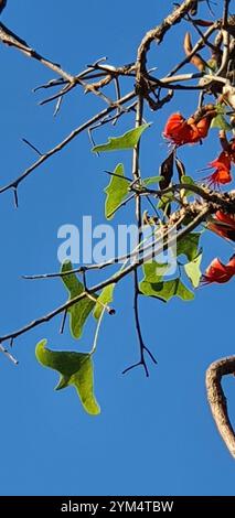 Bat's wing Coral tree (Erythrina vespertilio Stock Photo - Alamy