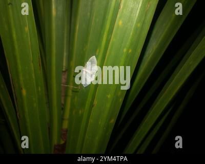 Native cranberry moth (Poecilasthena pulchraria), Insecta, Hobart TAS ...