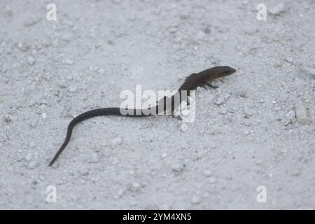 Sun Tegus (Proctoporus Stock Photo - Alamy