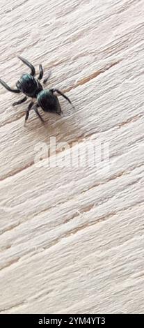 Leaf-beetle Jumping Spiders (Sassacus Stock Photo - Alamy
