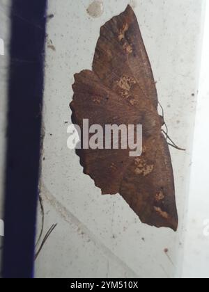 Tarata Looper (Xyridacma ustaria Stock Photo - Alamy