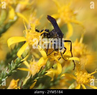 Cutworm Wasps (Podalonia Stock Photo - Alamy