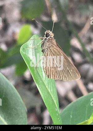 Three-spotted Skipper (Cymaenes tripunctus Stock Photo - Alamy