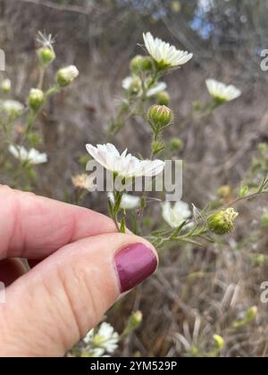 Hayfield Tarweed (Hemizonia congesta Stock Photo - Alamy