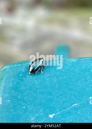 Cabbage stem flea beetle (Psylliodes chrysocephala) larvae in damaged ...