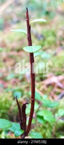 Huckleberry Broom Rust Fungus (Calyptospora columnaris Stock Photo - Alamy