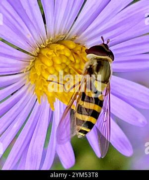 Yellow-legged Flower Fly (Syrphus rectus Stock Photo - Alamy