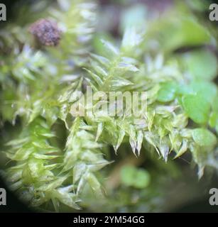 Isopterygium Moss (Isopterygium tenerum Stock Photo - Alamy