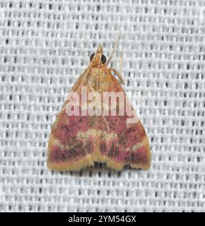 Raspberry Pyrausta Moth (Pyrausta signatalis Stock Photo - Alamy