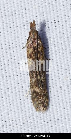 Palmerworm Moth (Dichomeris ligulella Stock Photo - Alamy