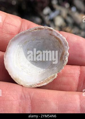 Whitecap Limpet (Acmaea mitra Stock Photo - Alamy