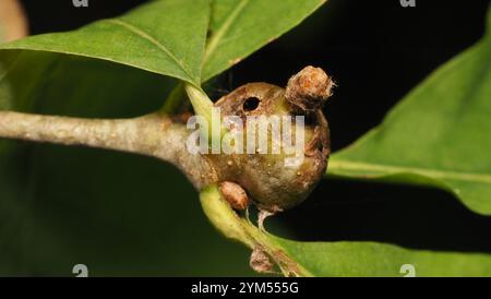 white oak club gall wasp (Callirhytis clavula Stock Photo - Alamy