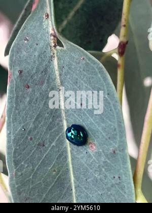 Steelblue Lady Beetle (Halmus chalybeus Stock Photo - Alamy