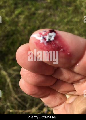 American cochineal bug (Dactylopius confusus Stock Photo - Alamy