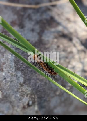 Glasswing (Acraea andromacha Stock Photo - Alamy