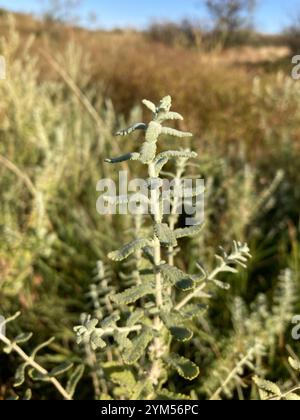 Escobilla Butterflybush (Buddleja scordioides Stock Photo - Alamy