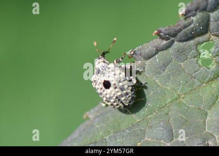 Figwort Weevil (Cionus hortulanus) on figwort leaf. Tipperary, Ireland ...