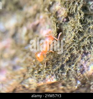 Little Fire Ant (Wasmannia auropunctata Stock Photo - Alamy