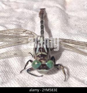 Russet-tipped Clubtail (Stylurus plagiatus Stock Photo - Alamy