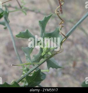 Cucumber Bushpumpkin (Coccinia rehmannii Stock Photo - Alamy