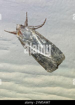 Variegated Cutworm Moth (Peridroma saucia Stock Photo - Alamy