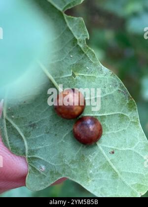 Pea Gall Wasp (Cynips divisa Stock Photo - Alamy