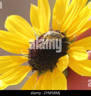 African Cluster Bug (Agonoscelis puberula Stock Photo - Alamy