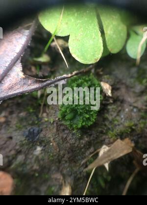 Round Hornwort (Notothylas orbicularis Stock Photo - Alamy