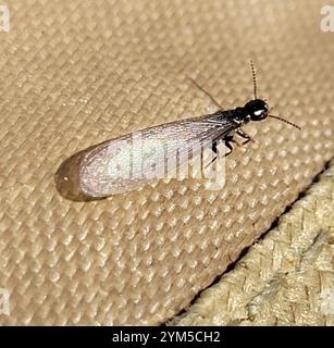 Western Subterranean Termite (Reticulitermes hesperus Stock Photo - Alamy