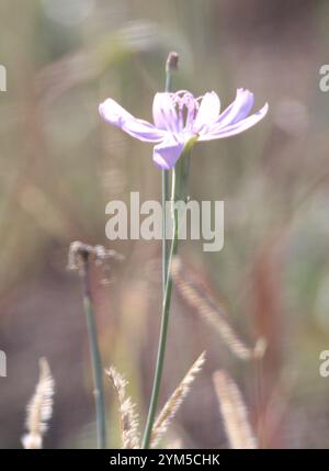 Texas Skeleton Plant (Lygodesmia texana Stock Photo - Alamy