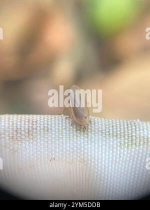 Lined Spittlebug (Neophilaenus lineatus Stock Photo - Alamy