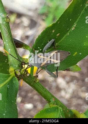 Crusader Bug (Mictis profana Stock Photo - Alamy