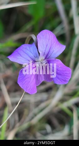 Mountain Violet (Viola betonicifolia Stock Photo - Alamy