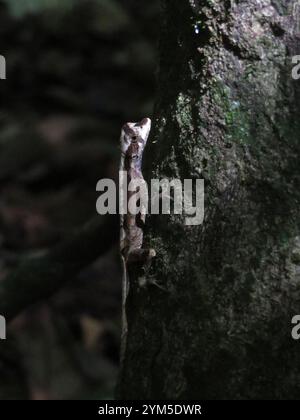 Goldenscale Anole (Anolis chrysolepis Stock Photo - Alamy
