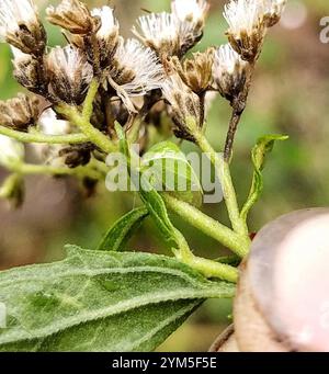 Three-cornered Alfalfa Hopper (Spissistilus festinus Stock Photo - Alamy