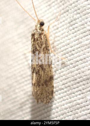 Tube Maker Caddisflies (Polycentropodidae Stock Photo - Alamy
