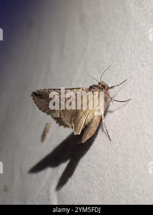 Large Looper Moth (Autographa ampla Stock Photo - Alamy