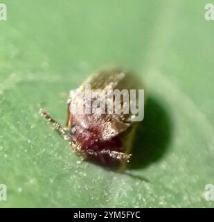 Small false click beetles (Throscidae Stock Photo - Alamy