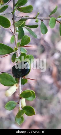 Metallic Green Acacia Beetle (Calomela ruficeps Stock Photo - Alamy