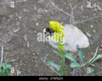 Cryptic Bumble Bee (Bombus cryptarum Stock Photo - Alamy