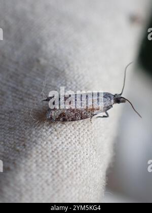 Red-striped Needleworm Moth (Epinotia radicana Stock Photo - Alamy