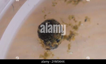 Spectacled Snail-case Caddisfly (Helicopsyche borealis Stock Photo - Alamy