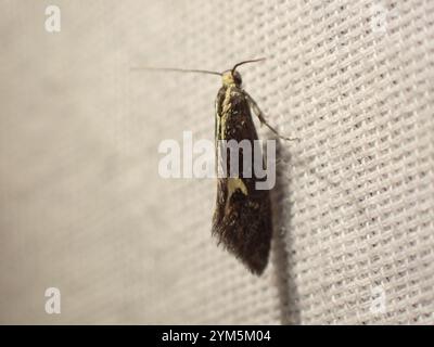Skunk Moth (Polix coloradella Stock Photo - Alamy