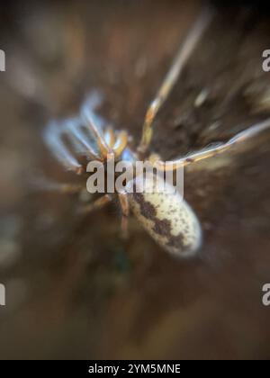 Snake-back Spider (Segestria senoculata Stock Photo - Alamy